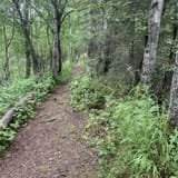 Scout Ridge Trail, Alaska - 255 Reviews, Map | AllTrails