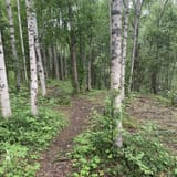 Scout Ridge Trail, Alaska - 280 Reviews, Map | AllTrails