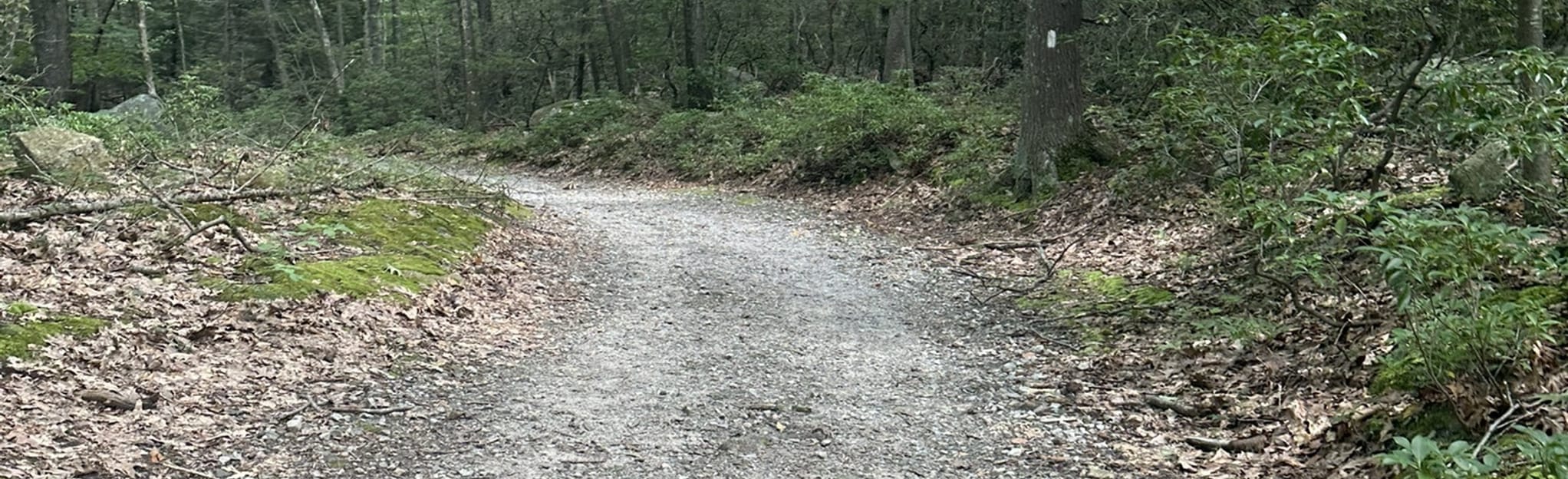 Shenipsit Trail, Connecticut - 263 Reviews, Map | AllTrails
