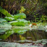 Yellow Point Bog Ecological Reserve and Yellow Point Park Loop, British ...
