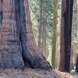 Muir Grove Trail, California - 350 Reviews, Map | AllTrails