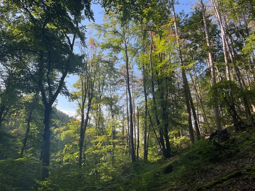 Best Forest Trails in Réserve naturelle du Val-Suzon | AllTrails