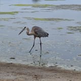 Goleta Beach and the UCSB Lagoon Trail, California - 524 Reviews, Map ...