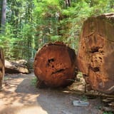 Rockefeller Loop Trail, California - 616 Reviews, Map | AllTrails
