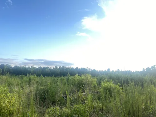 Best Hikes and Trails in Harbison State Forest | AllTrails