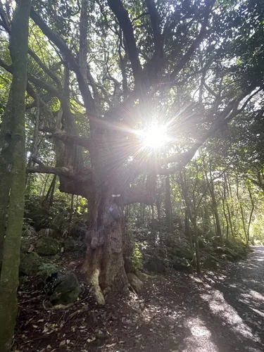 Melhores caminhadas e trilhas em Mount Parihaka Scenic Reserve | AllTrails