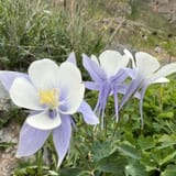 Handies Peak via American Basin Trail, Colorado - 993 Reviews, Map ...