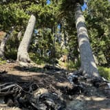 Tinkham Peak (Tinkham East Boot) Trail, Washington - 402 Reviews, Map ...