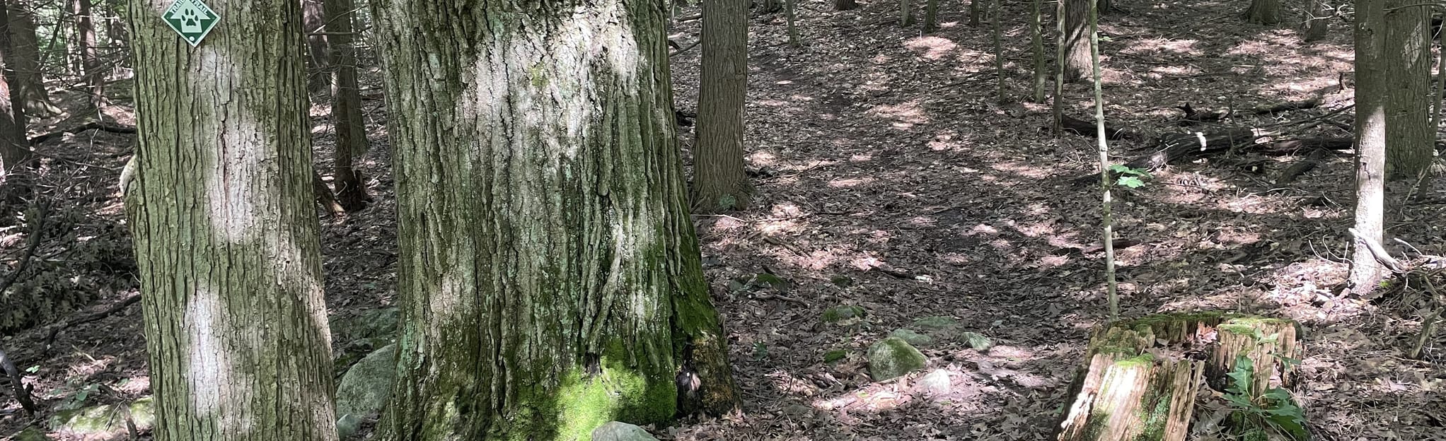 Hemlock Hill Trail Loop, New York - 3 Reviews, Map | AllTrails