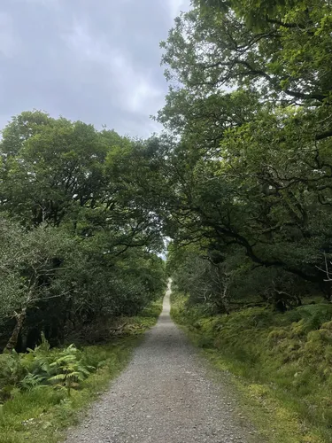 2023 Best 10 Forest Trails in Killarney National Park | AllTrails