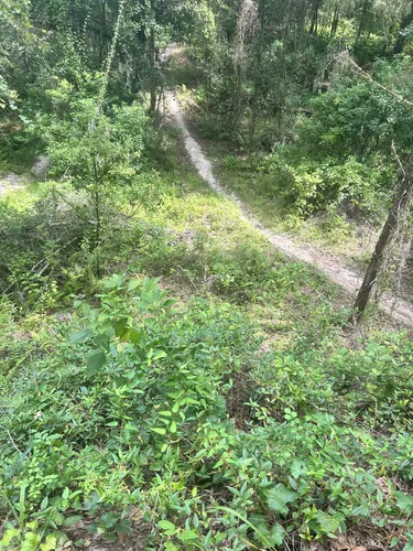 Best Hikes and Trails in Croom Wildlife Management Area | AllTrails