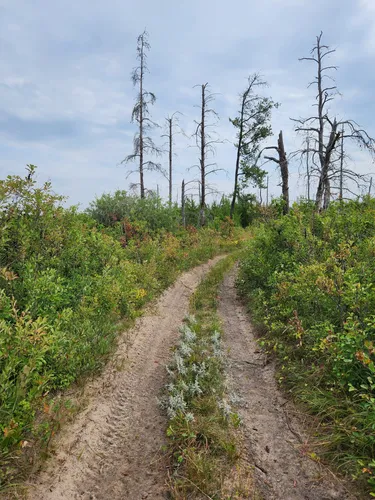 2023 Best Forest Trails in Sandilands Provincial Forest | AllTrails