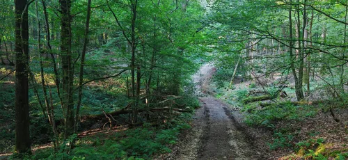 Best Hikes and Trails in Ham Street Woods National Nature Reserve ...