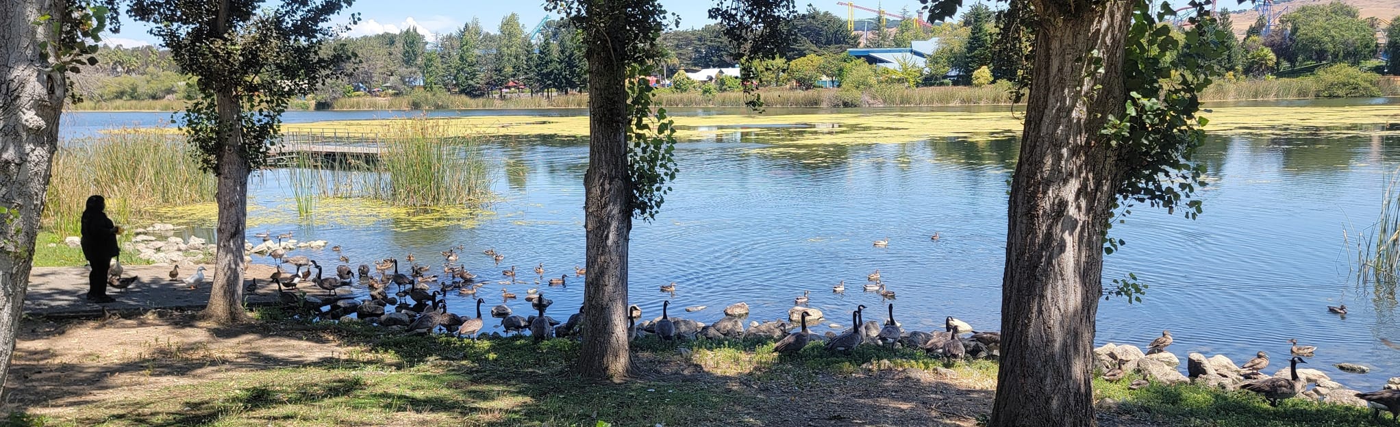 Dan Foley Park Lake Chabot Trail: 48 foto - California | AllTrails