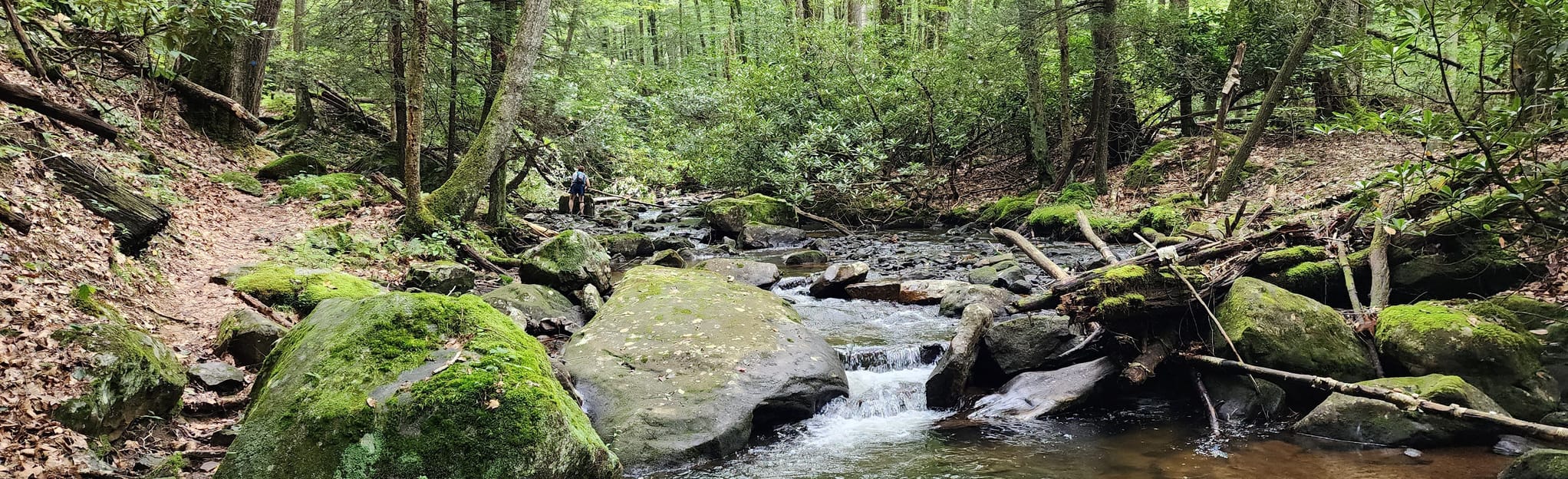 Holly River Wilderness Trail: 22 Reviews, Map - West Virginia | AllTrails