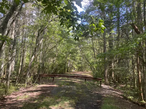 Best Hikes and Trails in Belleplain State Forest | AllTrails