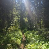 Cowlitz Divide Trail, Washington - 47 Reviews, Map | AllTrails