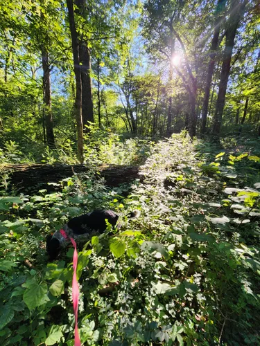 Best Hikes and Trails in Jarvis Park | AllTrails