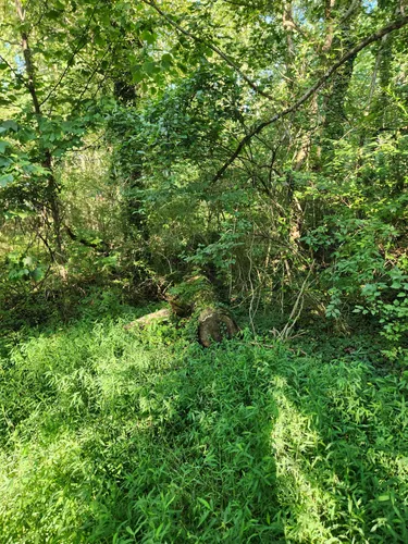 Best Hikes and Trails in Jarvis Park | AllTrails