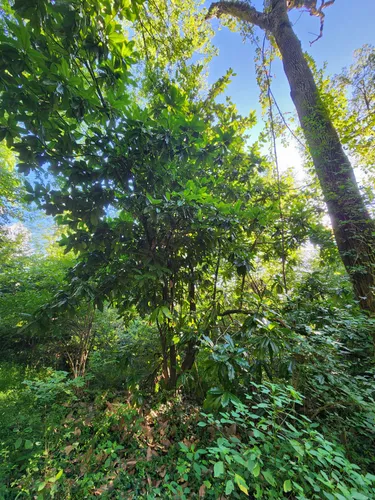 Best Hikes and Trails in Jarvis Park | AllTrails