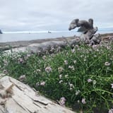 Cape Alava Trail, Washington - 521 Reviews, Map | AllTrails