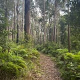 Cooloola Great Walk: Segment 1, Queensland, Australia - 156 Reviews ...