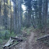 Chamisa Trail, New Mexico - 1,174 Reviews, Map | AllTrails