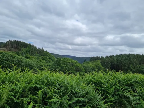 2023 Best Trail Running Trails in Crychan Forest | AllTrails
