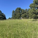 Colorow Mountain Forest and Meadow Loop Trail, Colorado - 509 Reviews ...