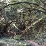 Cinderella, Sunset, Sequoia Bayview Loop Trail, California - 262 ...