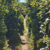 Hither Hills Trail, New York - 161 Reviews, Map | AllTrails
