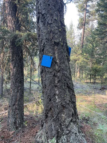 Best Hikes and Trails in 100 Mile House Demonstration Forest & Nature ...