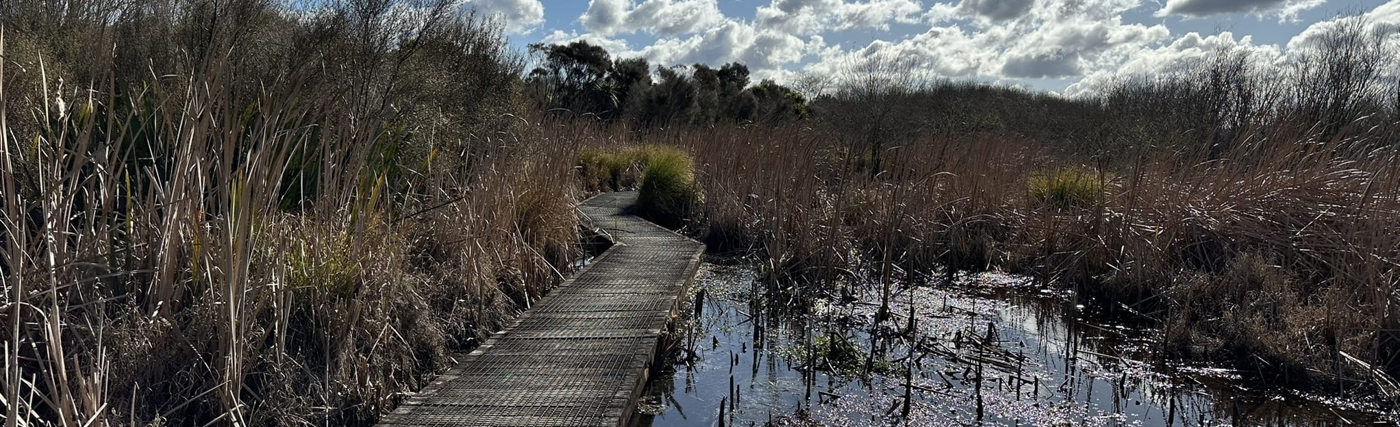 Lake Rotokauri Walk: 10 fotos - Waikato, Nova Zelândia | AllTrails