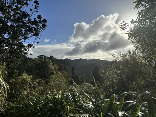 10 Best Short Trails in Waitakere Ranges Regional Park | AllTrails