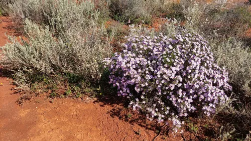 Best Hikes and Trails in Karlkurla Bushland Park | AllTrails
