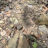 Lind Point Trail to Honeymoon Beach, Saint John, US Virgin Islands ...