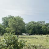 Osage Nature Trail, Kansas - 168 Reviews, Map | AllTrails