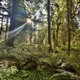 Maple Glade Nature Trail, Washington - 196 Reviews, Map | AllTrails