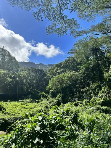 10 Best Hikes and Trails in Honolulu Watershed Forest Reserve | AllTrails