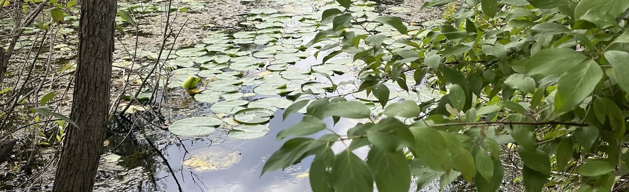 Bass River Pond Loop, Michigan - 31 Reviews, Map | AllTrails