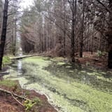 Waitarere Forest Walk, Manawatū-Whanganui, New Zealand - 33 Reviews ...