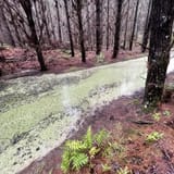 Waitarere Forest Walk, Manawatū-Whanganui, New Zealand - 33 Reviews ...