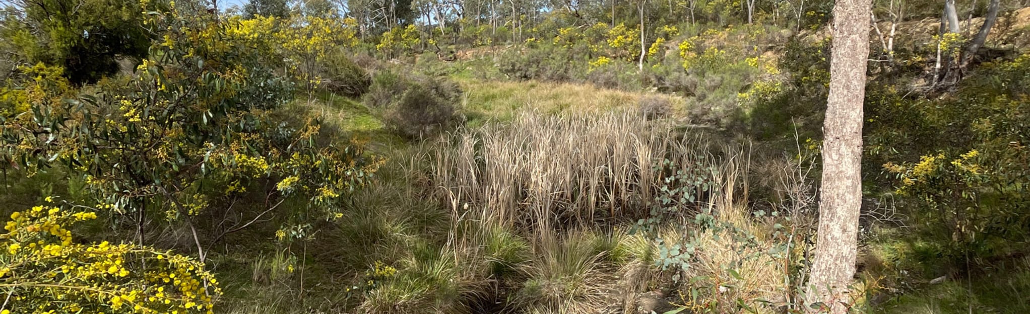 Monk Track, Dry Diggings, Poverty Gully and Eureka Loop: 64 Reviews ...