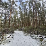 Mount Arthur via Black Possum Track, Victoria, Australia - 2 Reviews ...