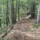 Colton Point Canyon Rim Trail, Pennsylvania - 348 Reviews, Map | AllTrails