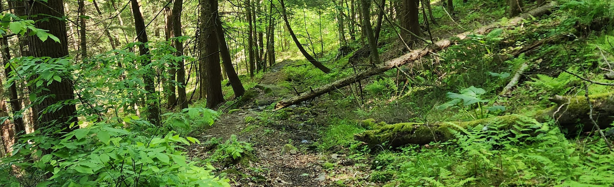 Gerard Hiking Trail: Miller Farm Road to Husband Run, Pennsylvania - 49 ...