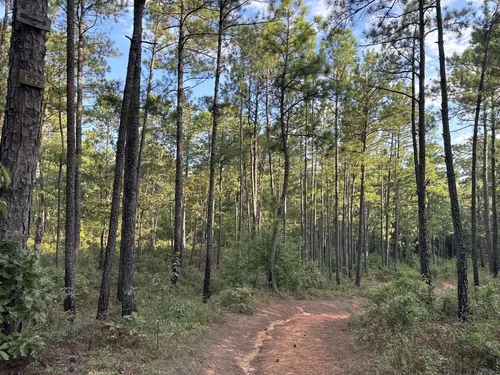 10 Best Trails and Hikes in Aiken | AllTrails