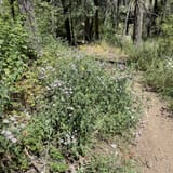 Chamisa Trail, New Mexico - 1,174 Reviews, Map | AllTrails