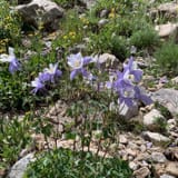 Jones Pass via Jones Pass Road, Colorado - 418 Reviews, Map | AllTrails