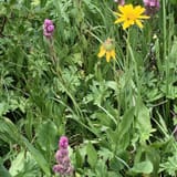 Jones Pass via Jones Pass Road, Colorado - 418 Reviews, Map | AllTrails